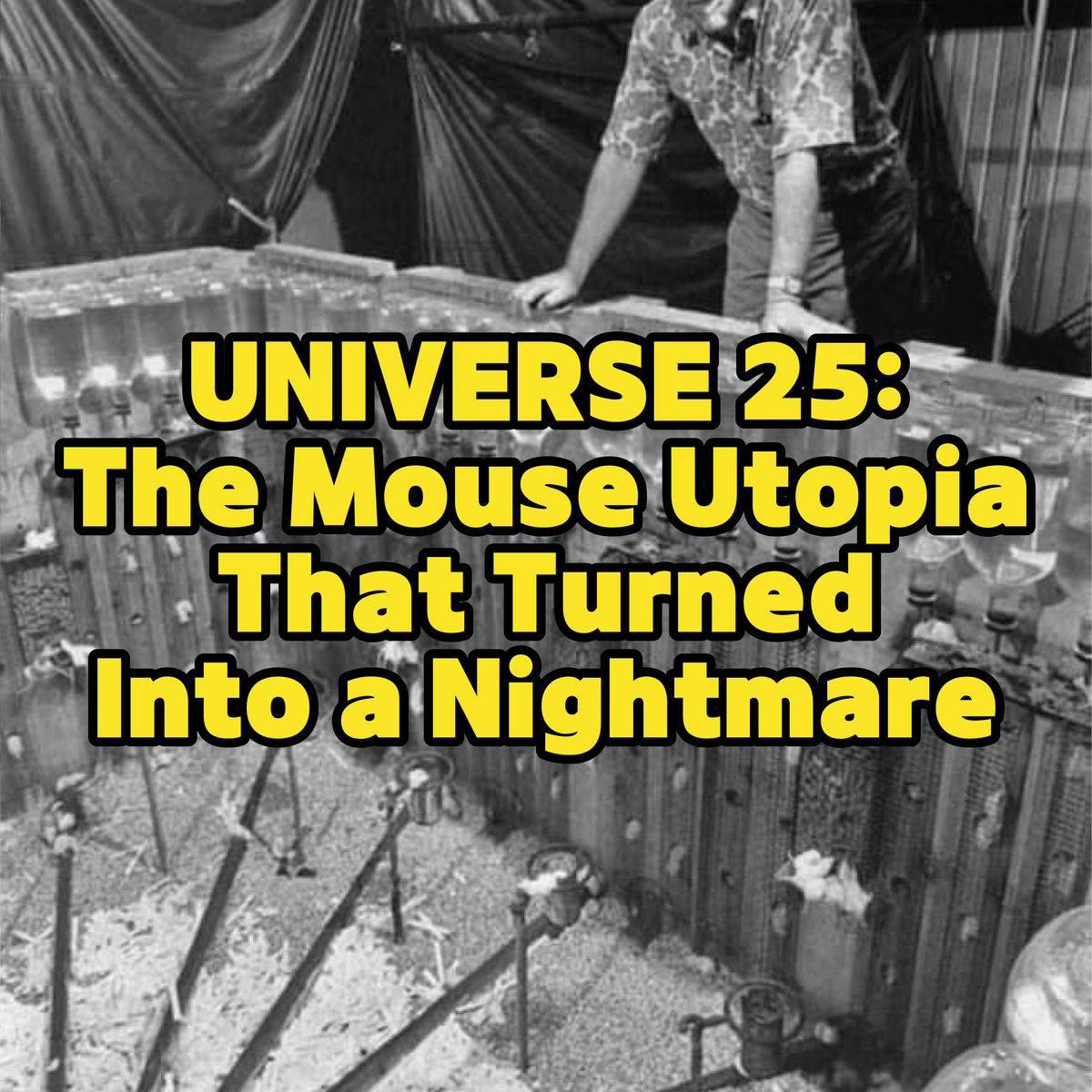 Universe 25: The Mouse Utopia That Turned Into a Nightmare – NoGi State ...